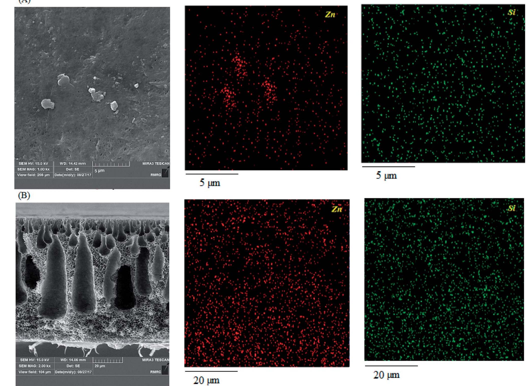 Edx mapping of the surface (a) and cross-section (b) of the