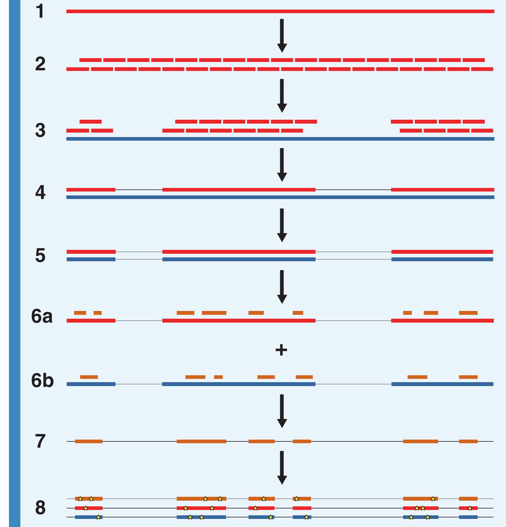 Appendix 1—figure 1. an overview of the nuclear genome