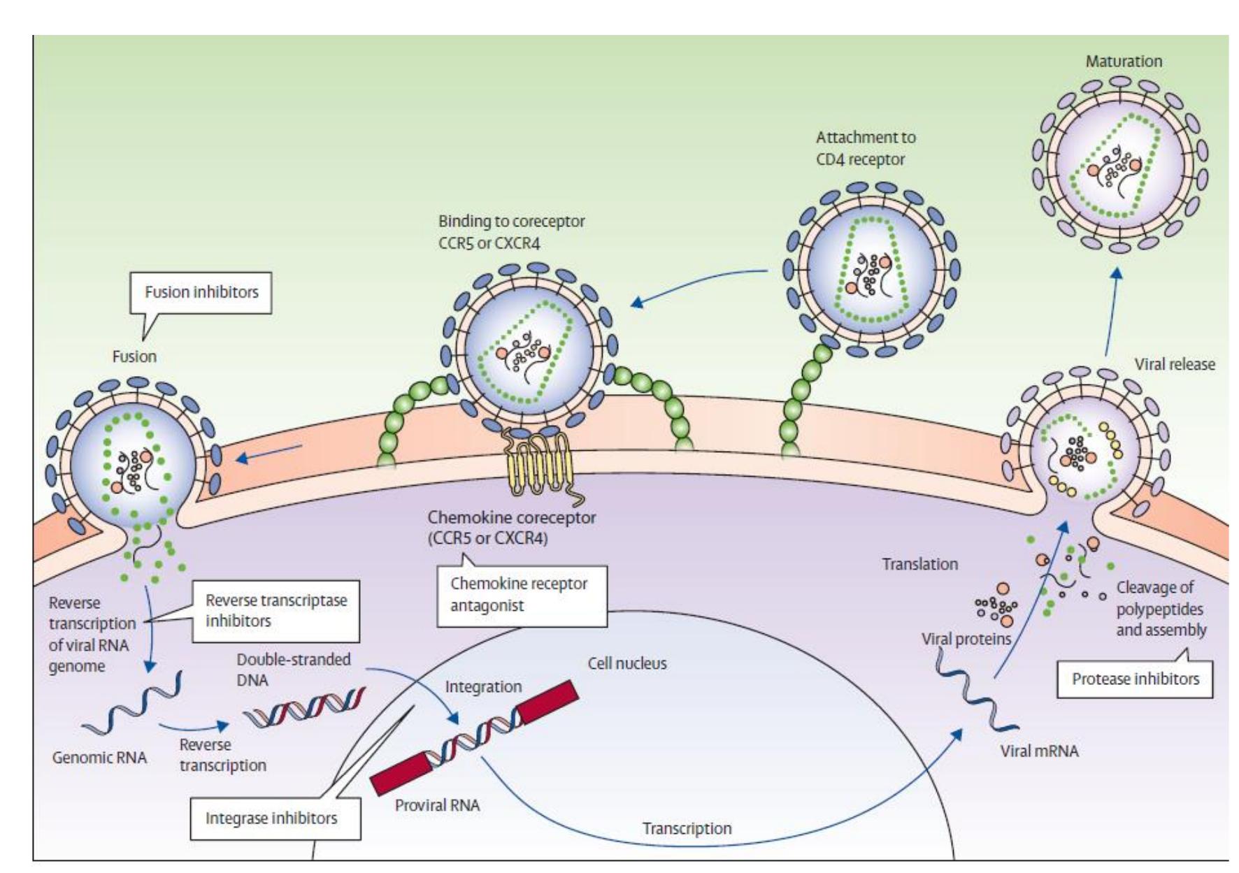 Hiv life cycle showing the sites of action of the different