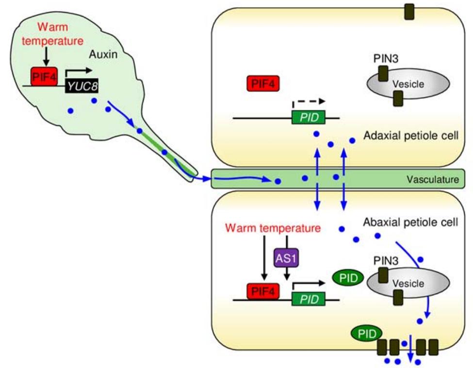 Schematic model for developmental shaping of polar auxin