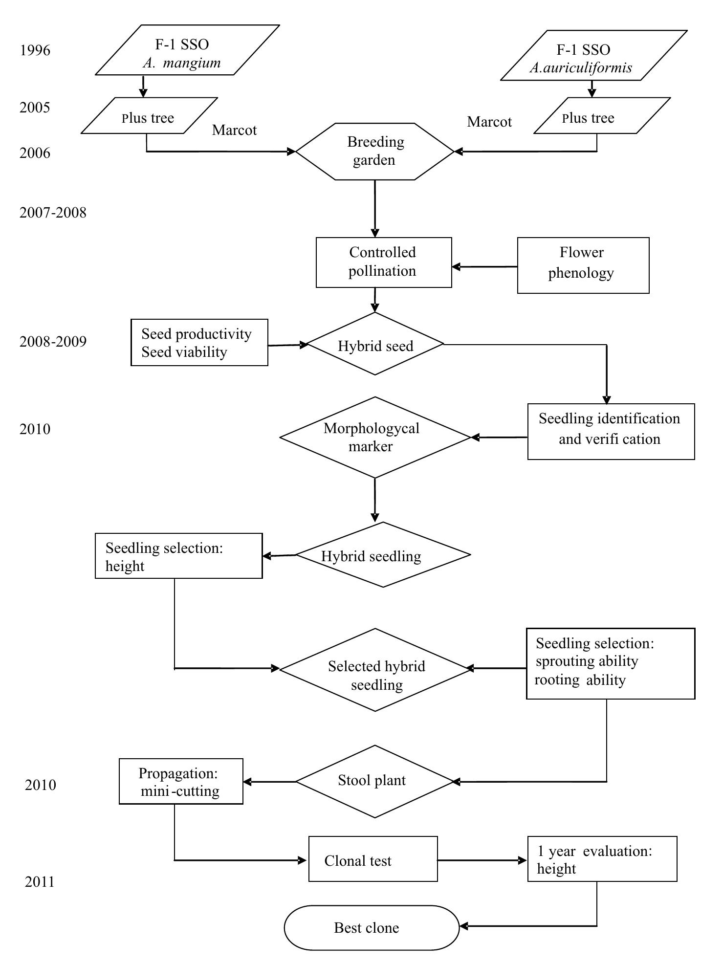 Flow chart of breeding strategy of acacia hybrid (a. mangium