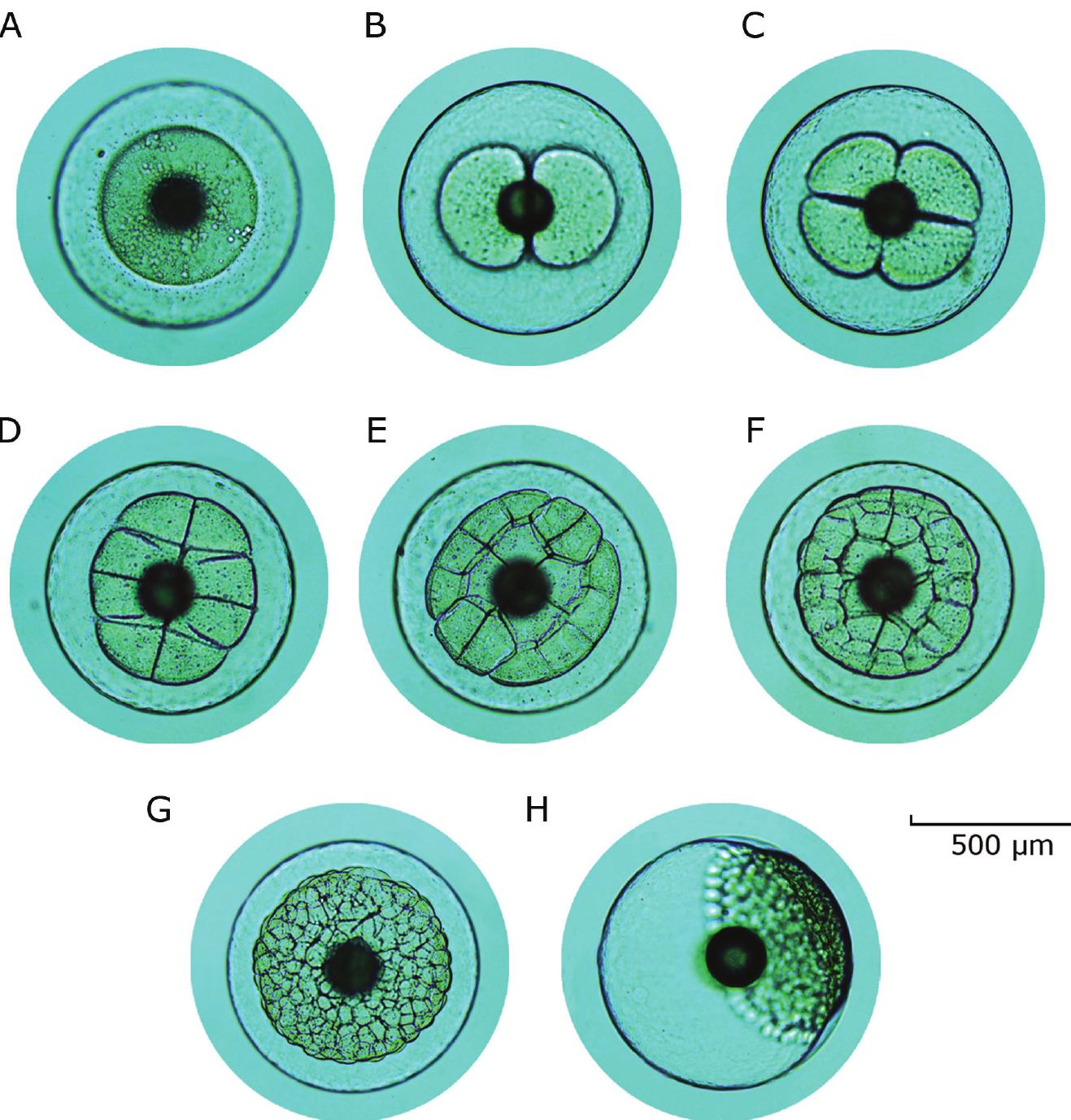 Embryonic developmental stages of anisotremus scapularis at