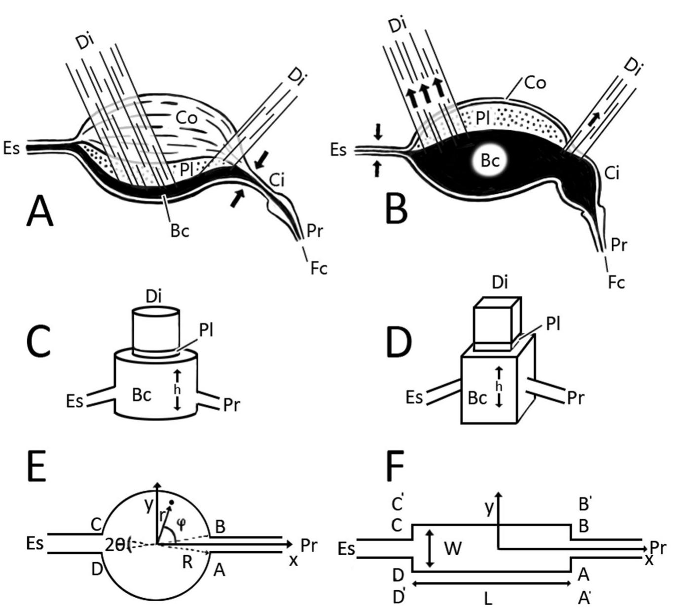 Schematic of lepidopteran sucking pump. (a,b) lateral view