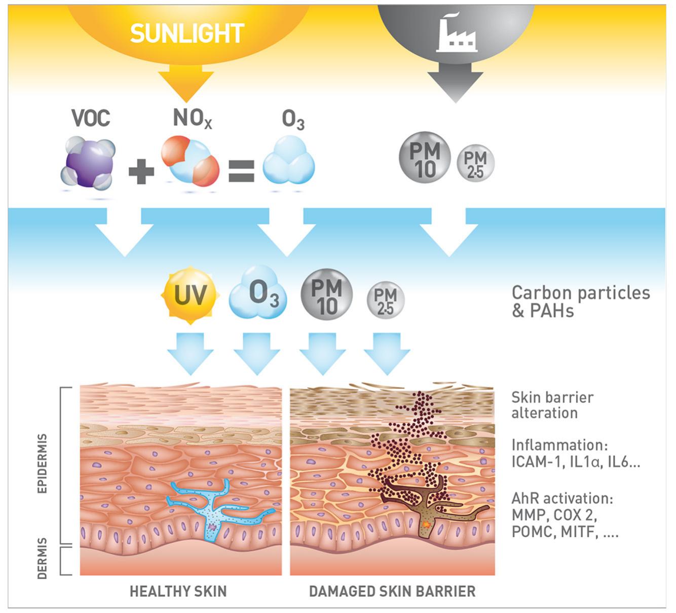 Current model of pollution-induced skin damage. intact skin: