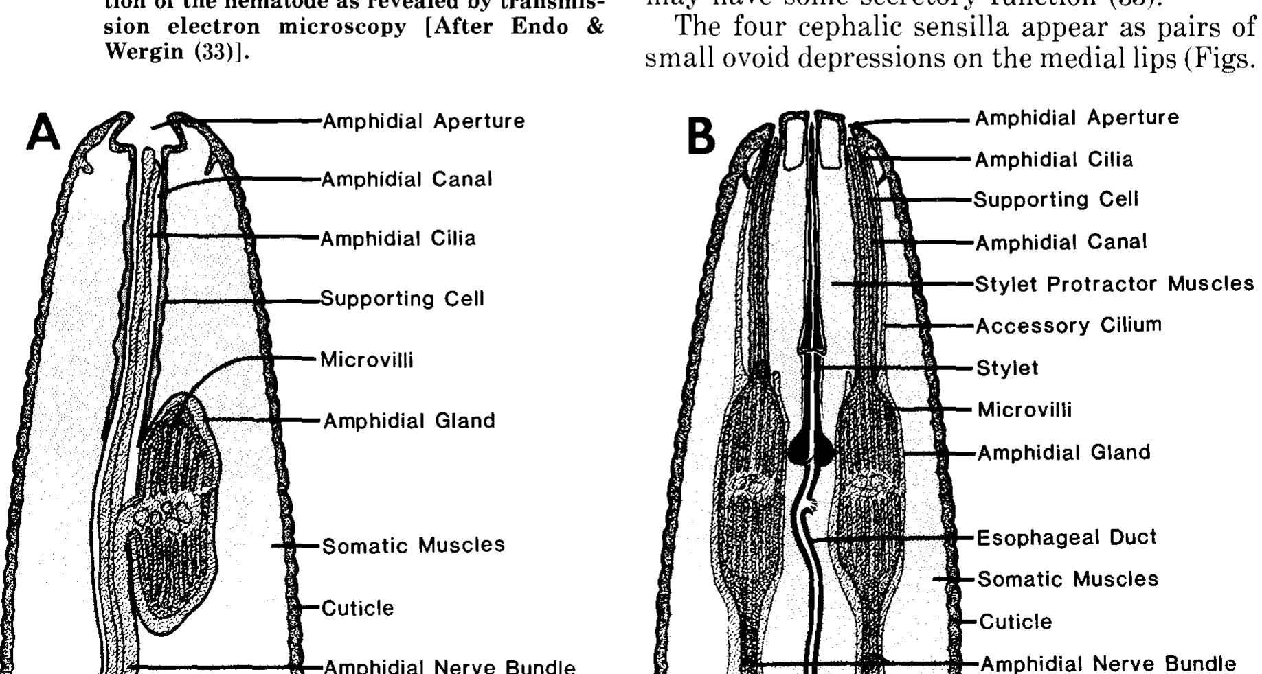 Diagrams of a) dorsal and b) sublateral longitudinal