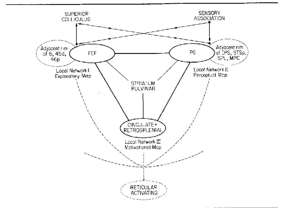 A large-scale network for directed attention. lesions in any