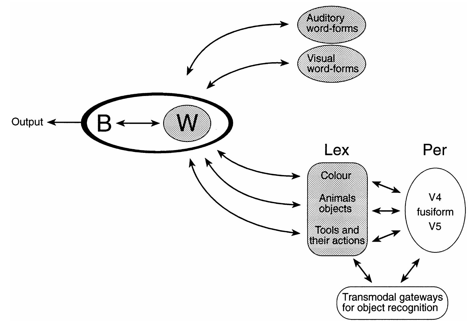 A highly simplified schematic representation of some aspects