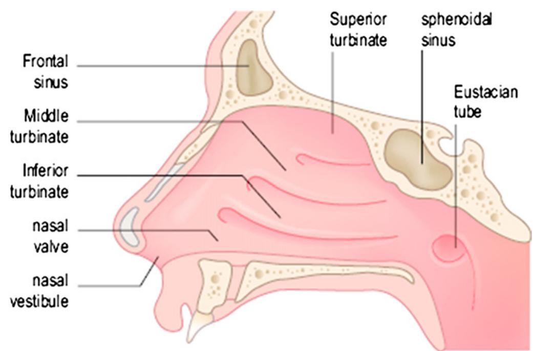 Nasal anatomy. reprinted with permission from dykewicz ms.
