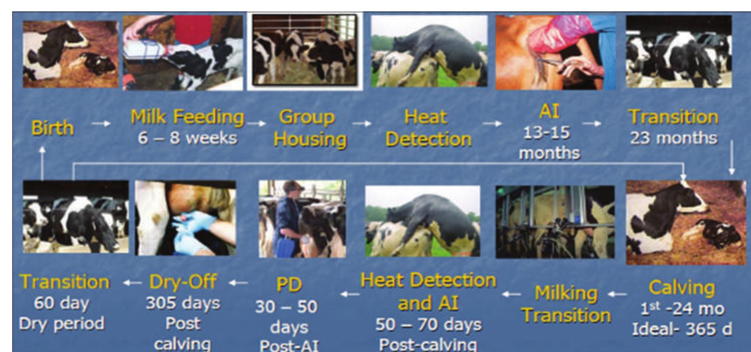 Schematic diagram of the cow’s reproductive life oer oid ne