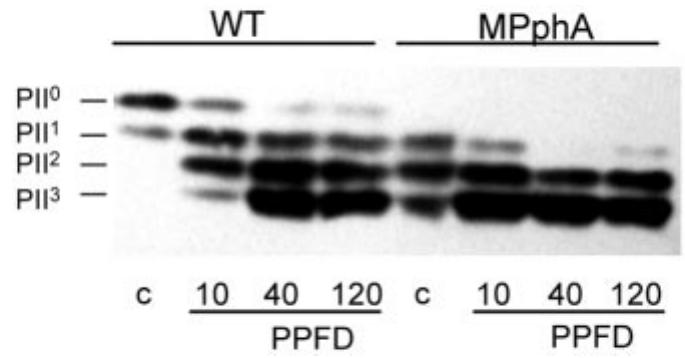 Photon flux density-dependent phosphorylation state of the