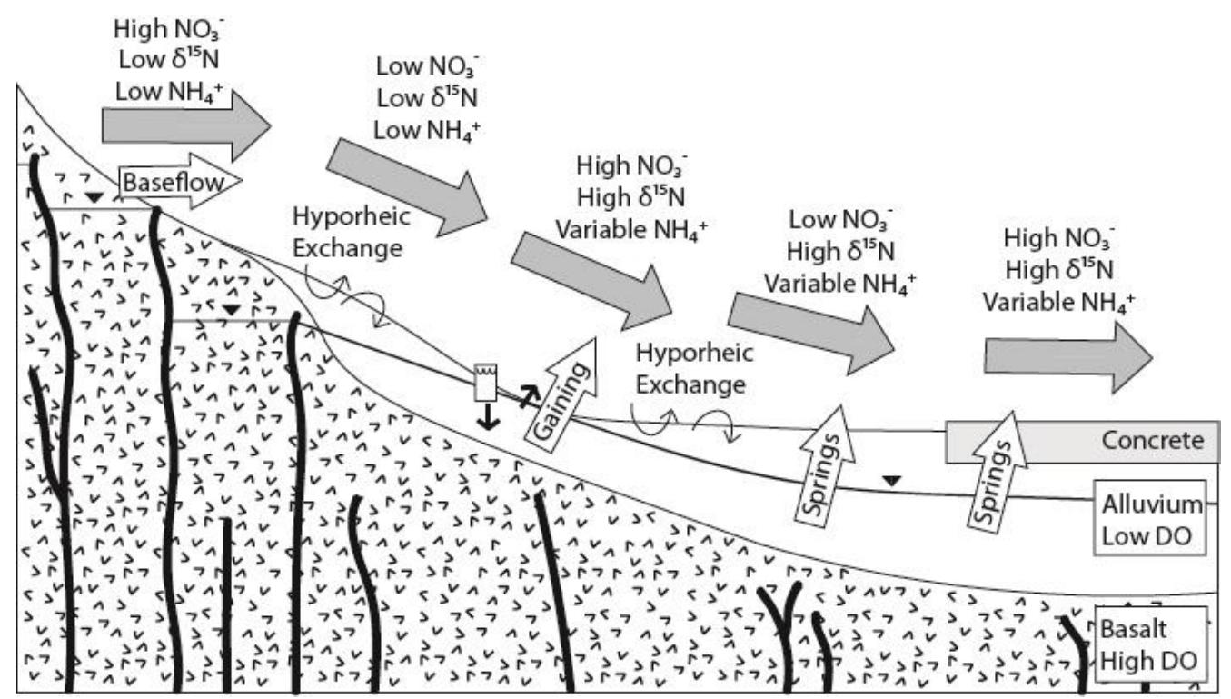 9. schematic representation of the cycling of n species in