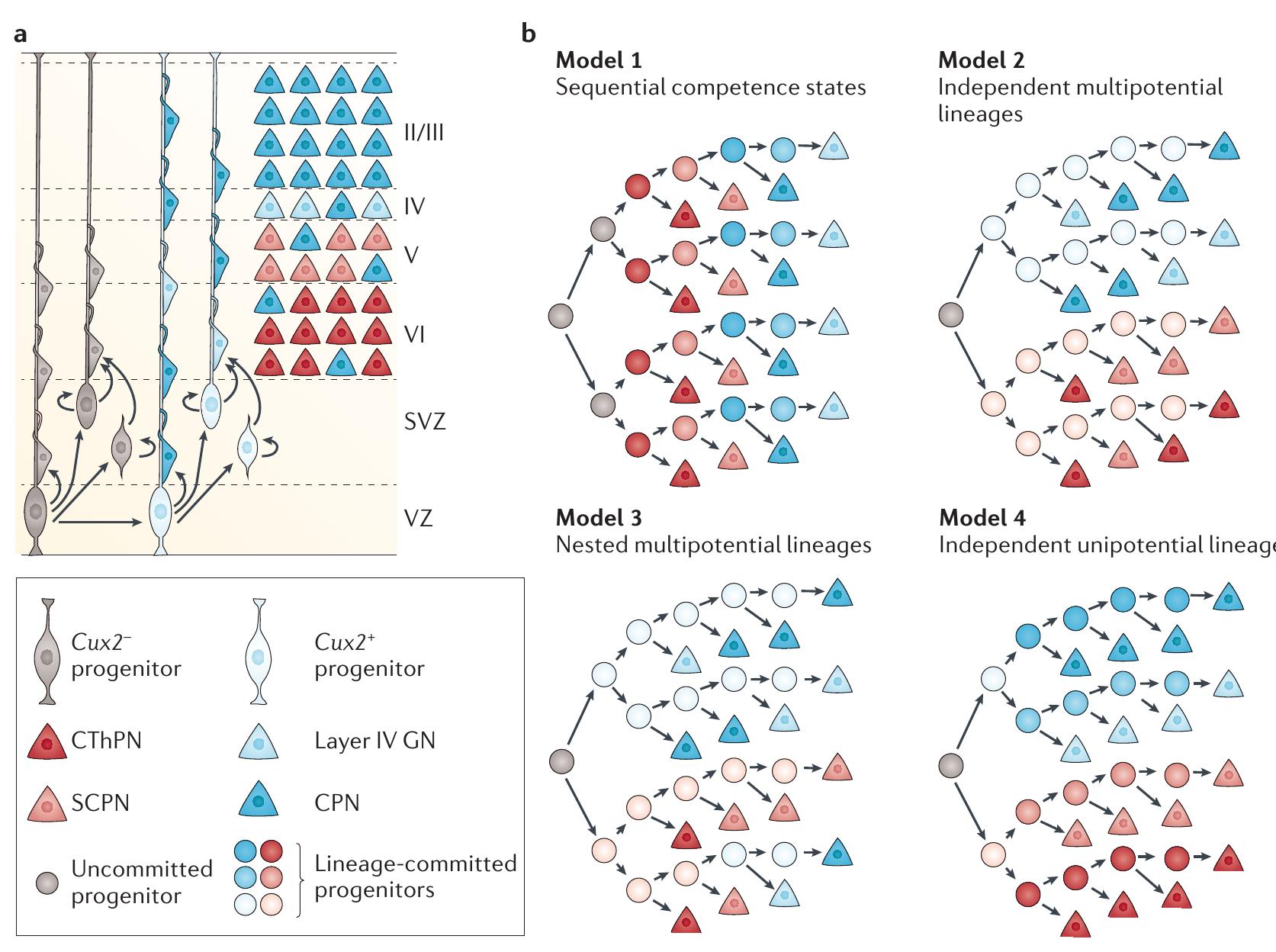 | models of deep-layer and superficial-layer projection