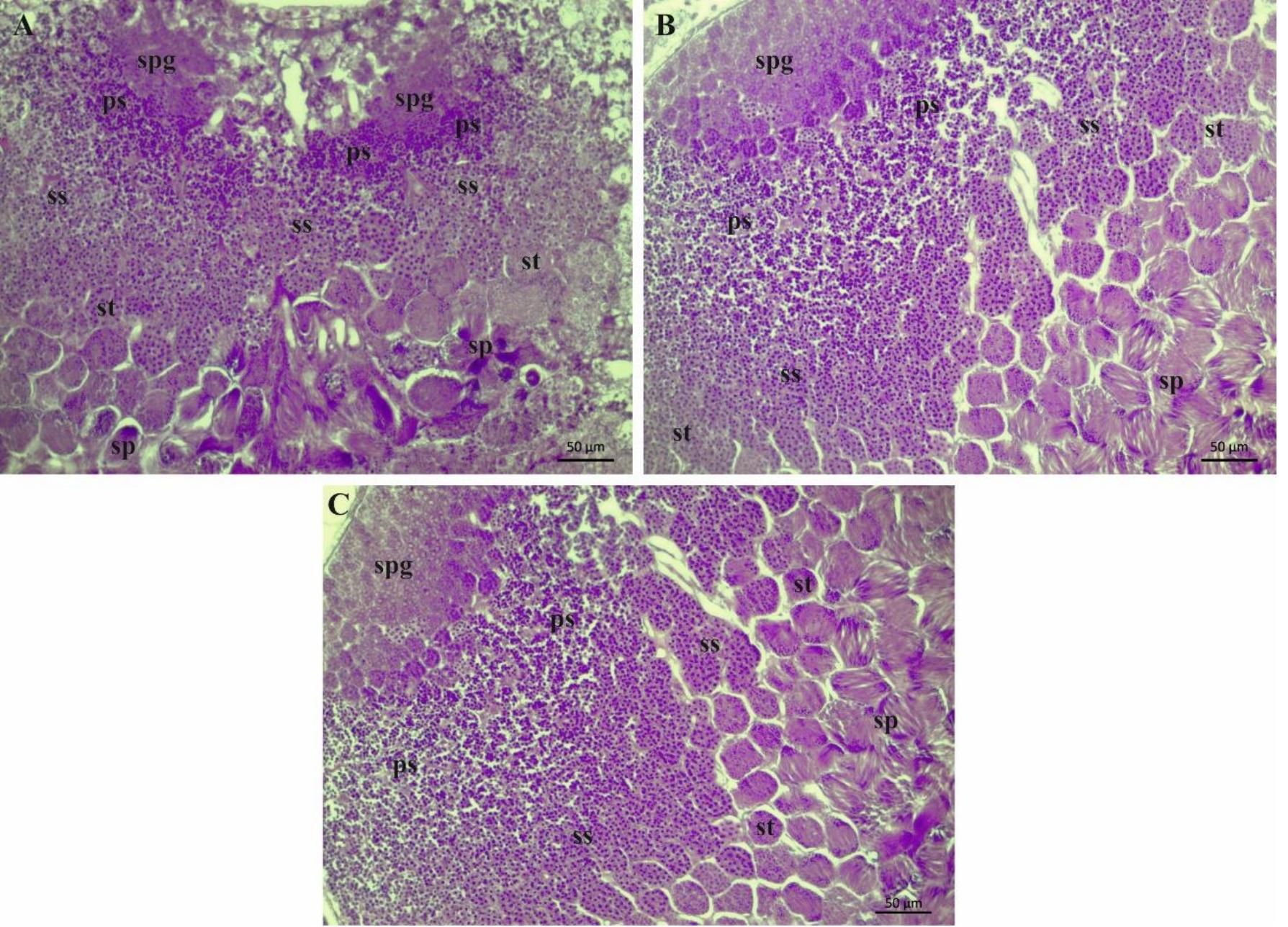 The stages of spermatogenesis in a follicle of testis. a) 7.