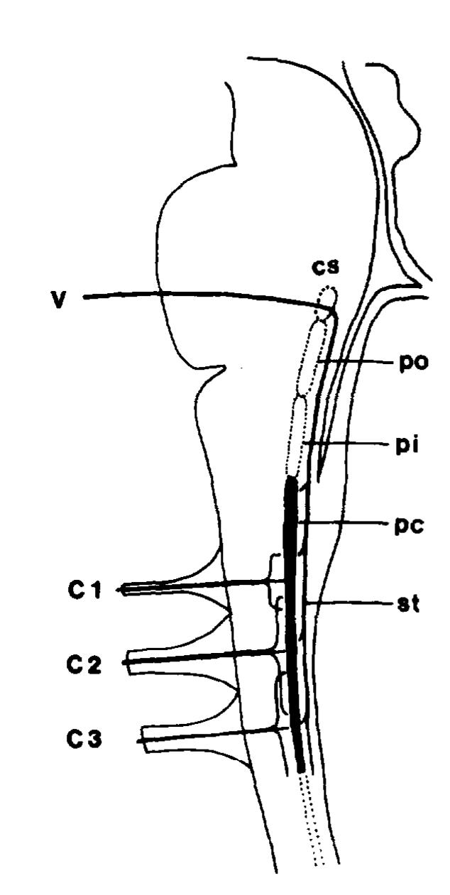 Figure 1 - from Anatomy and physiology of headache