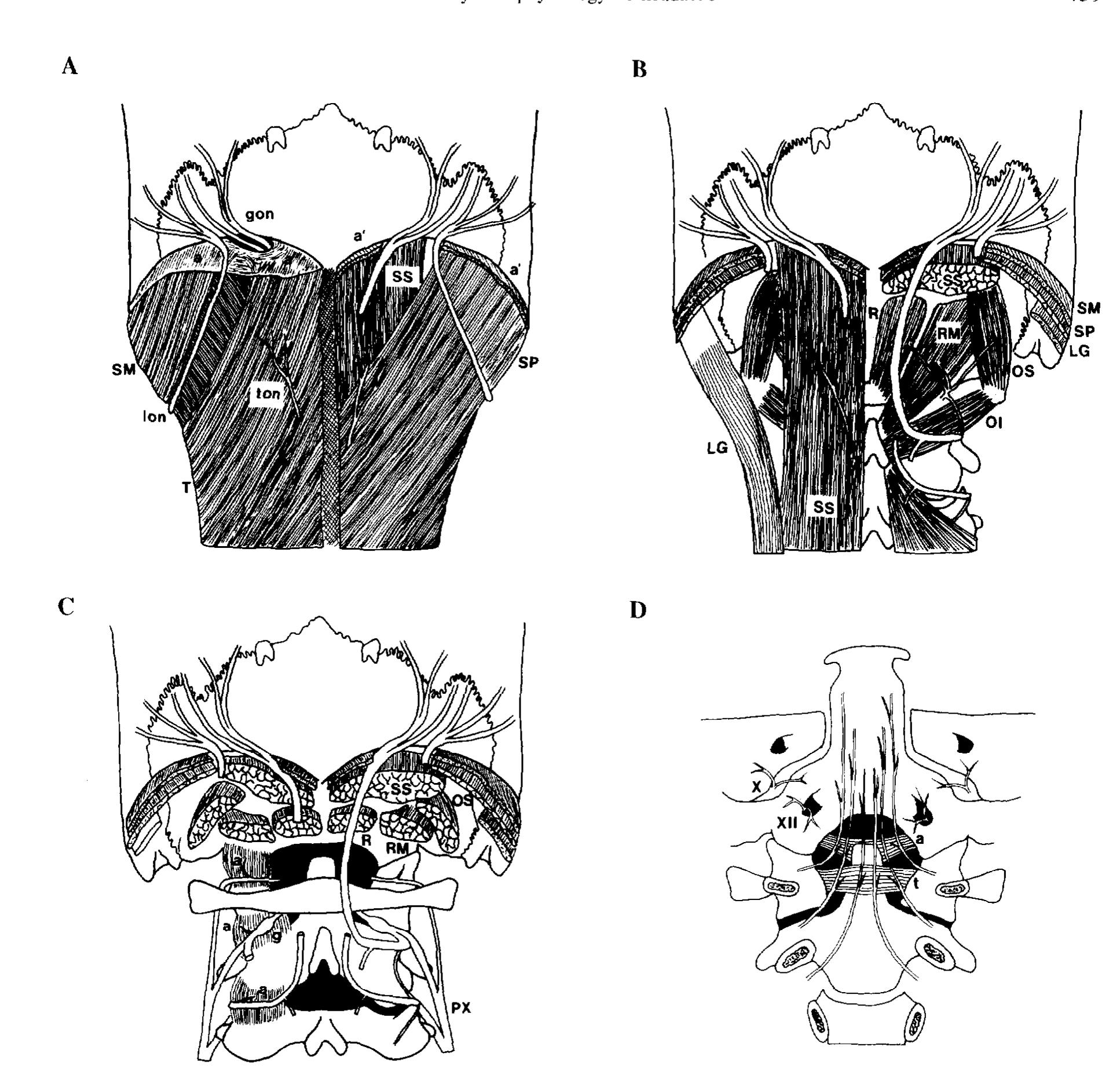 The anatomy of the suboccipital region, by layers. a: on the
