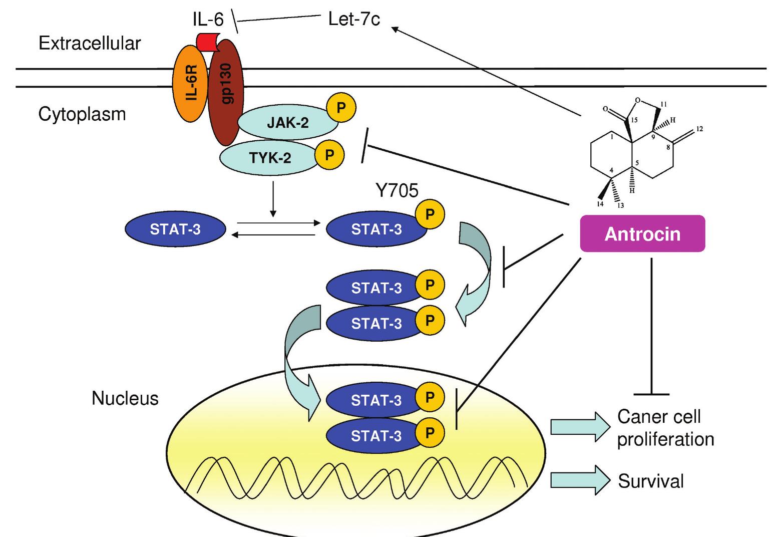 Proposed mechanism of action of antrocin in the suppression