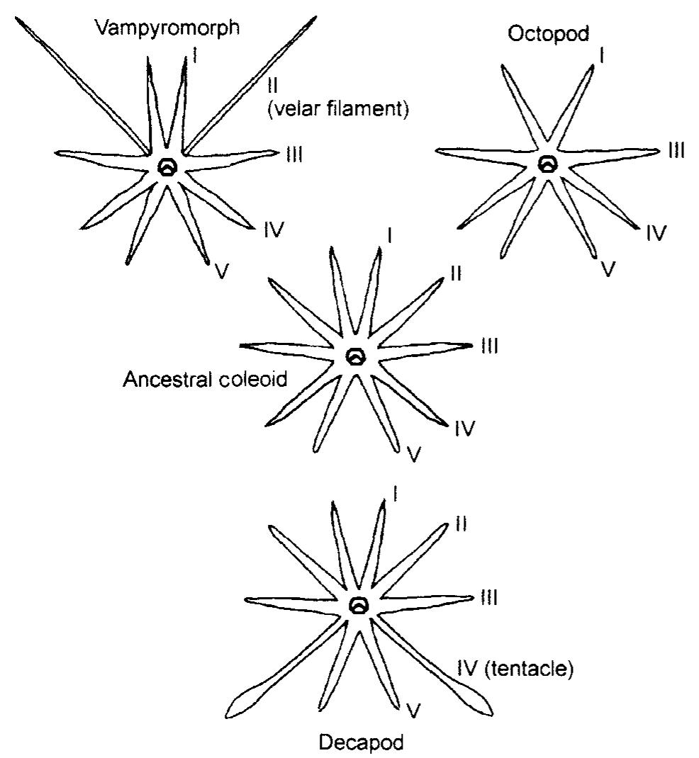 Schematic drawings of arm-crown modifications characteristic