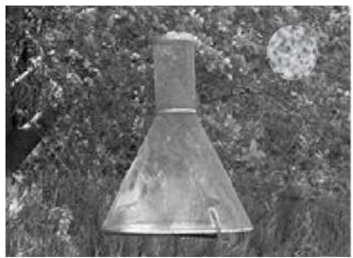 Large metal cone trap (brendon et al., 2006) he entry hole