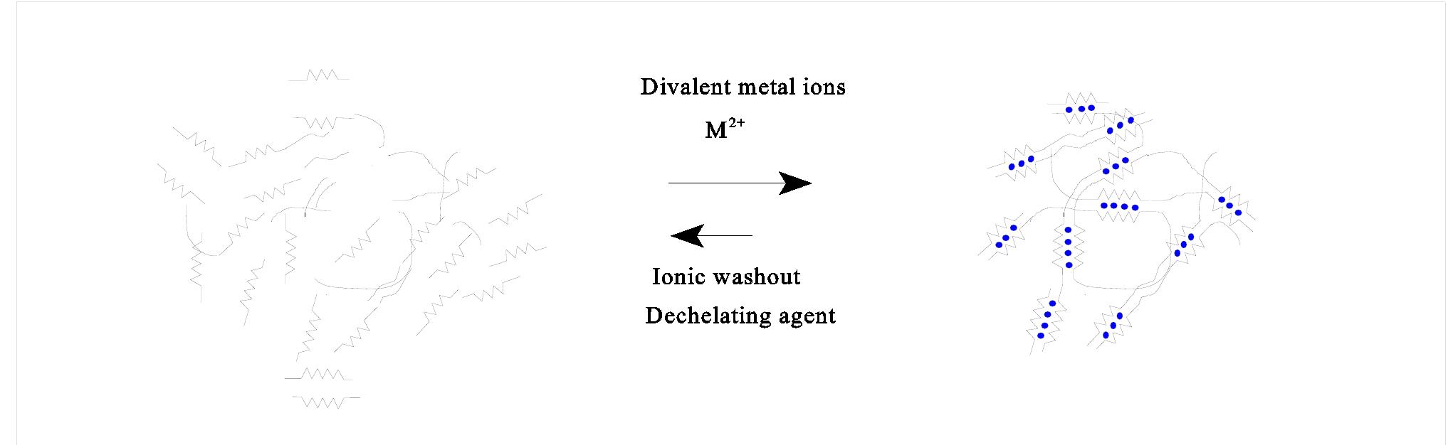 11 a model for alginate network formation and