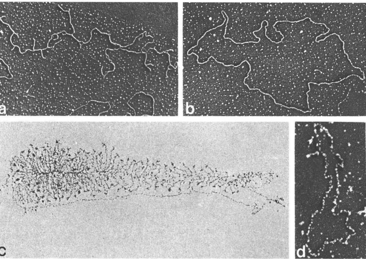 A-d. electron microscopy of purified amplified rdna and of