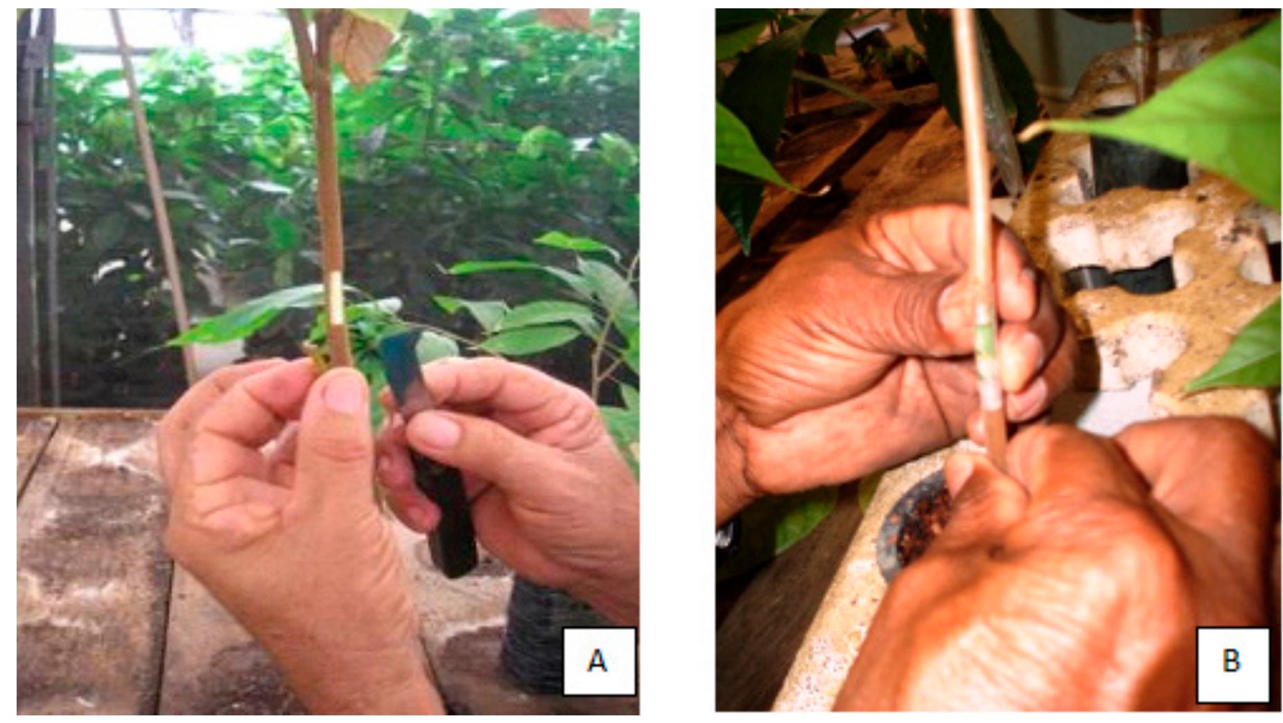 Stages of grafting by budding on cocoa trees. removal of the
