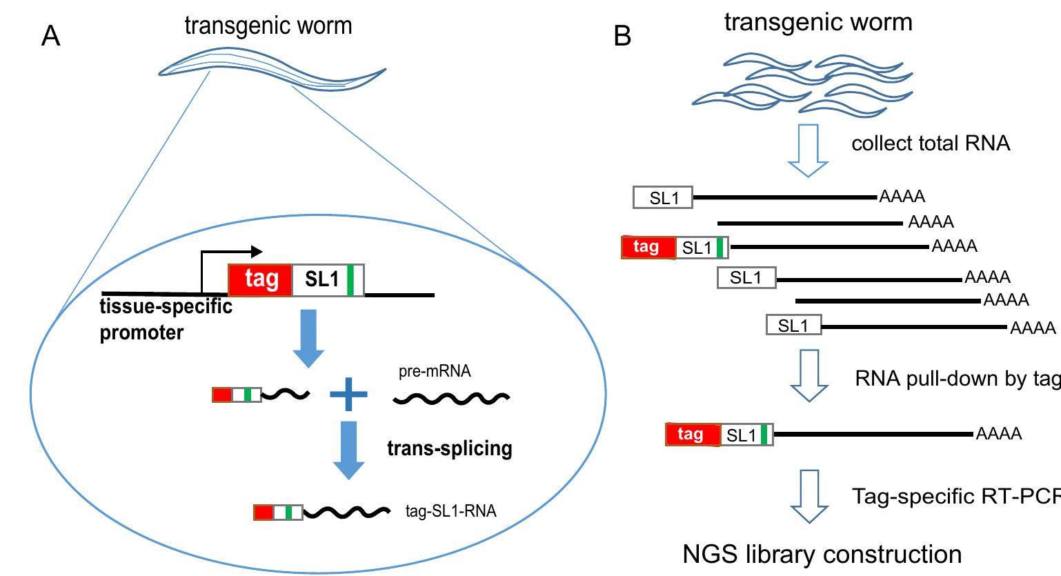 Schematic representation of the srt method. (a) the worm
