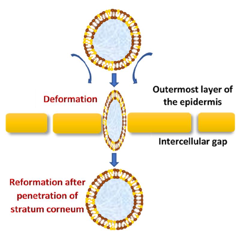 The mechanism of action of transfersomes. se oe eee oe ee se