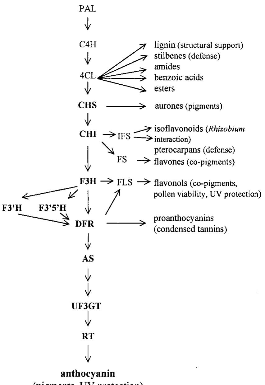 Anthocyanin biosynthetic pathway. enzymes involved in