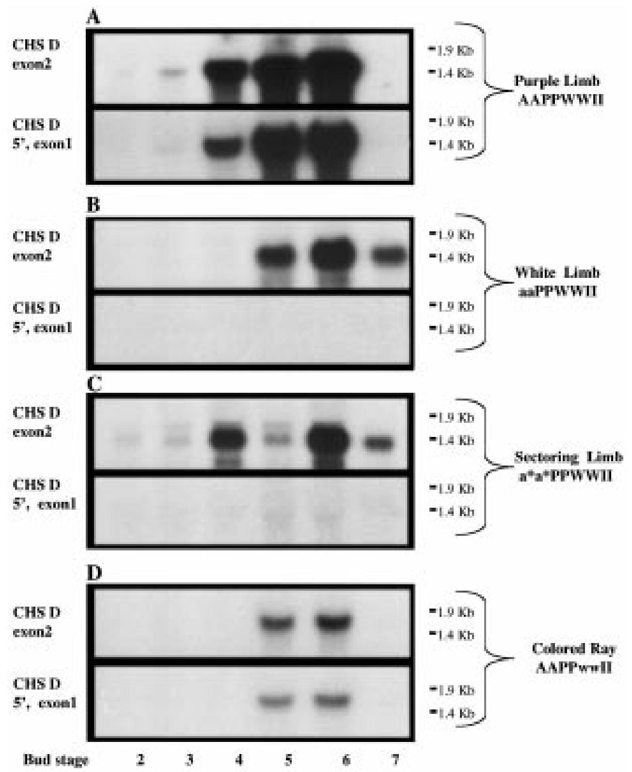 Expression pattern of chs d in the various phenotypes when