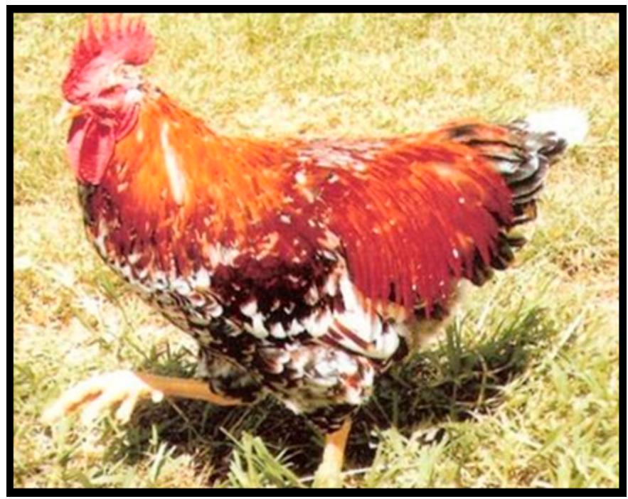 (PDF) Local Chicken Breeds of Africa: Their Description, Uses and ...