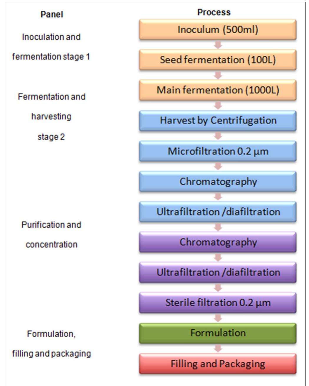 | a typical protein antigen vaccine production process.
