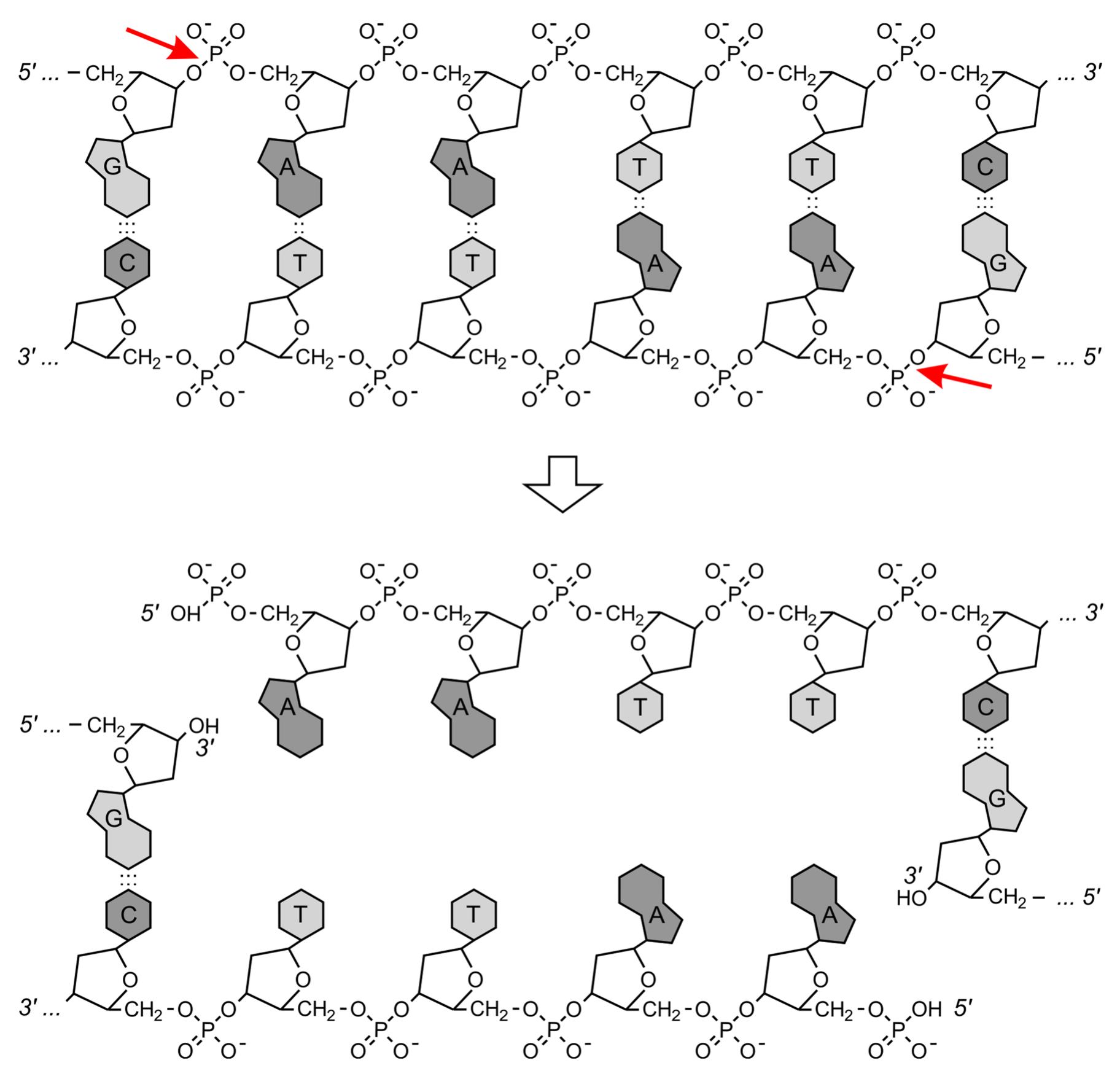 Diagram showing the general mechanism of action of type ii