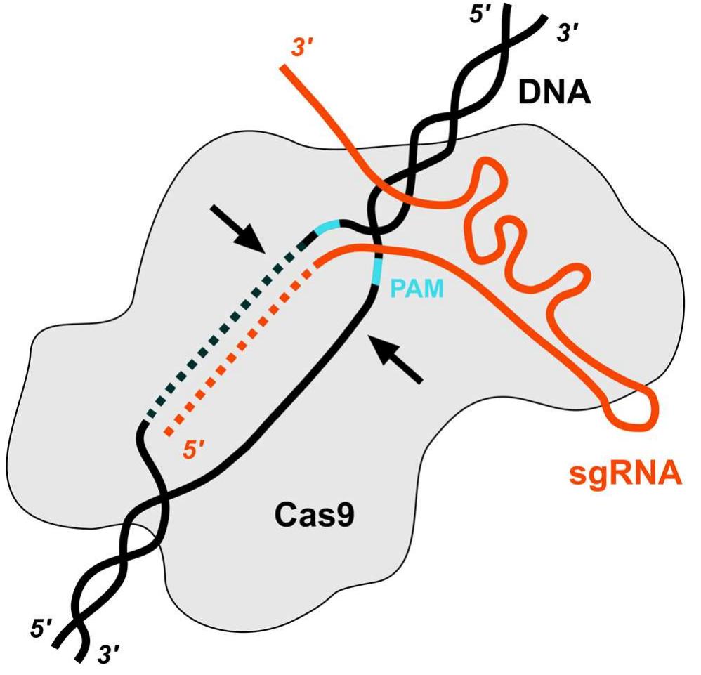 Simplified diagram of crispr-cas9 as an rna- driven dna