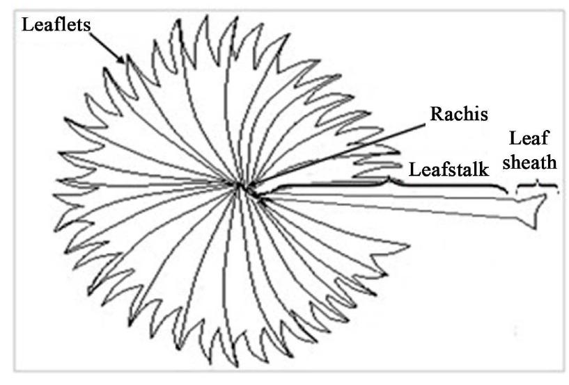 Different parts of leaf of palm tree.