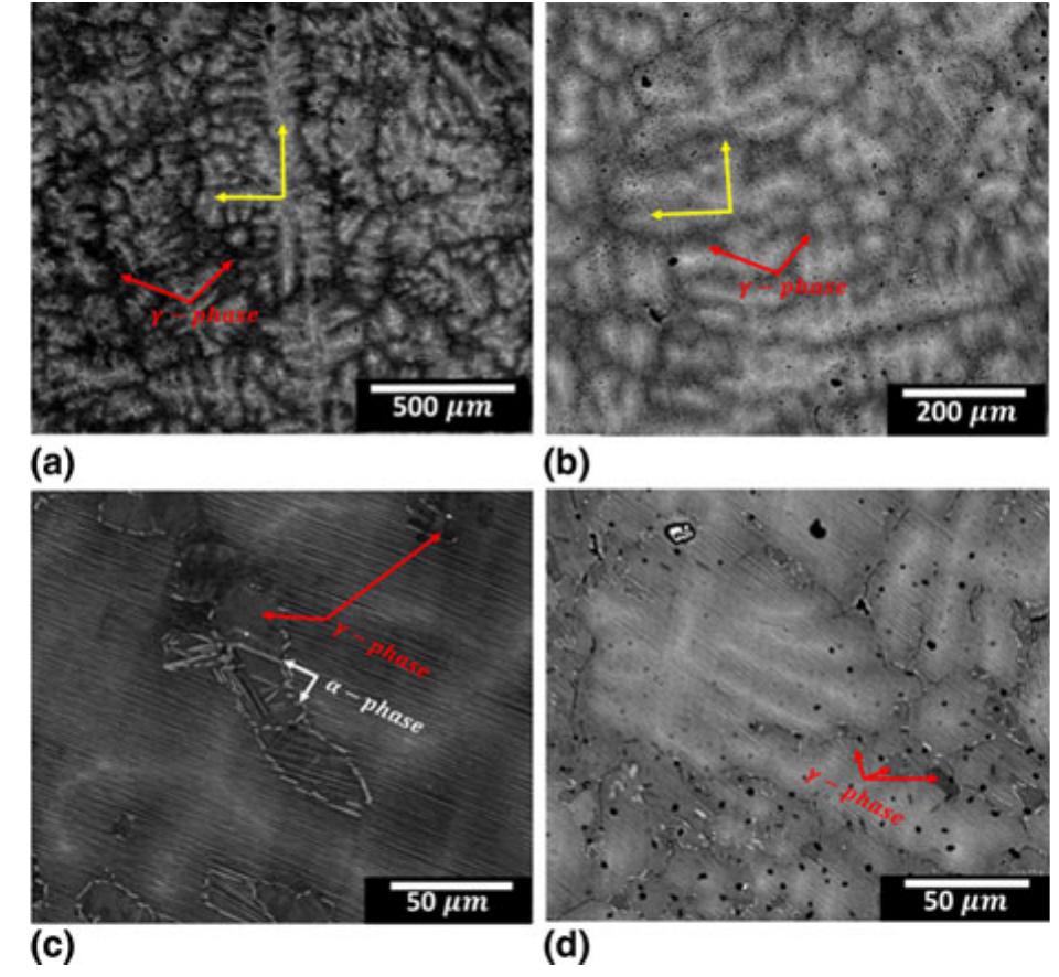 Back-scattered electron micrographs for the as-cast alloy