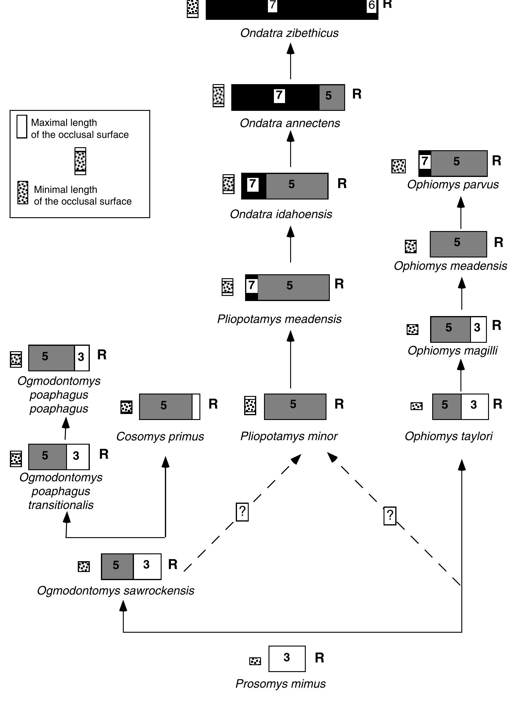 Comparative diagram of certain dental characters of major