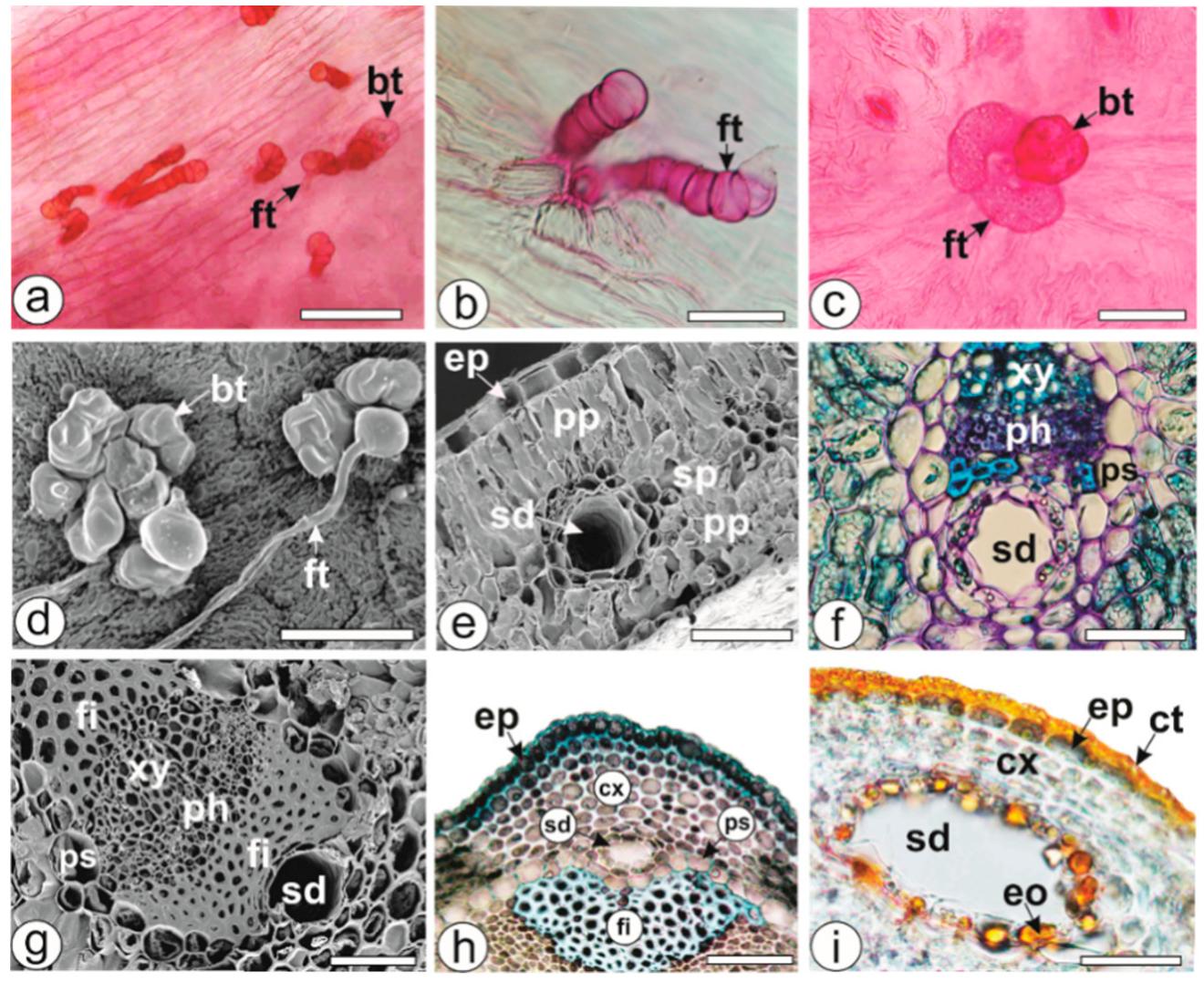 Anatomy of baccharis [light (a,b,c,f,h,i) and scanning