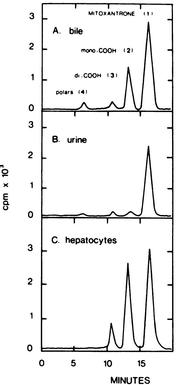 Hplc chromatograms of mitoxantrone and its different