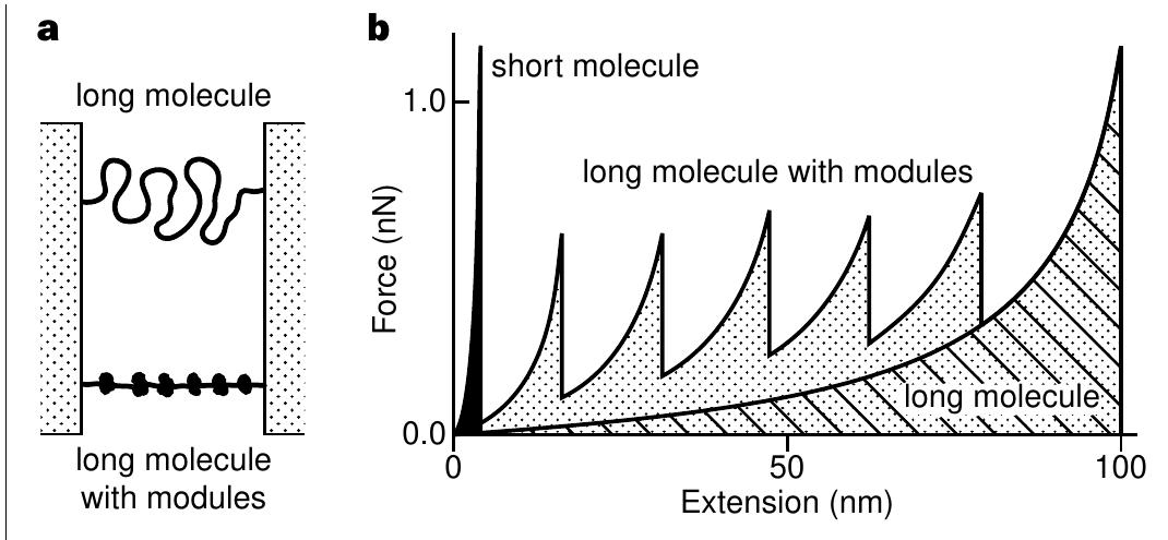 Model of long polymers and force-extension curves for
