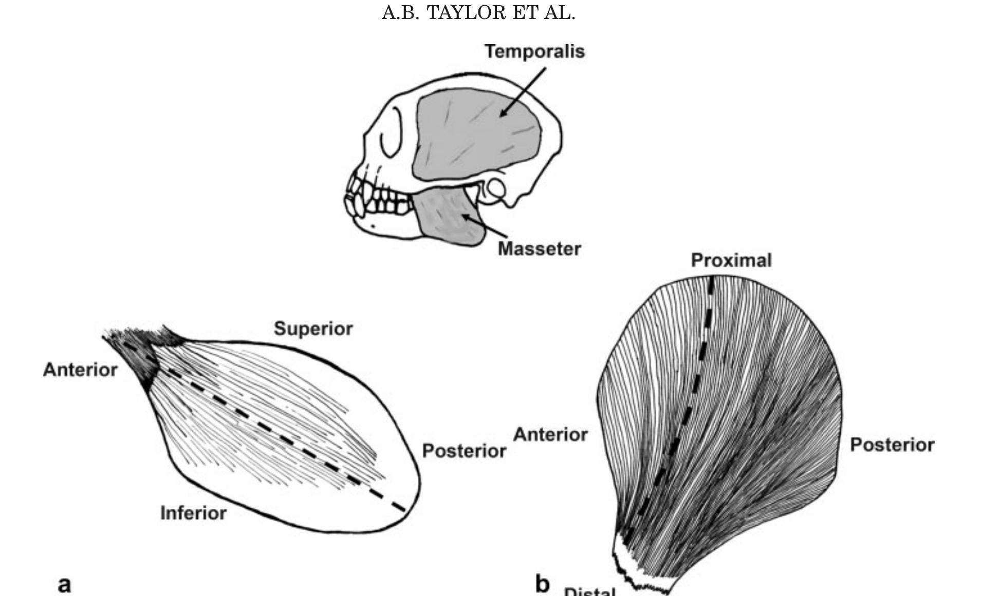 Schematic representation of a common marmoset skull in
