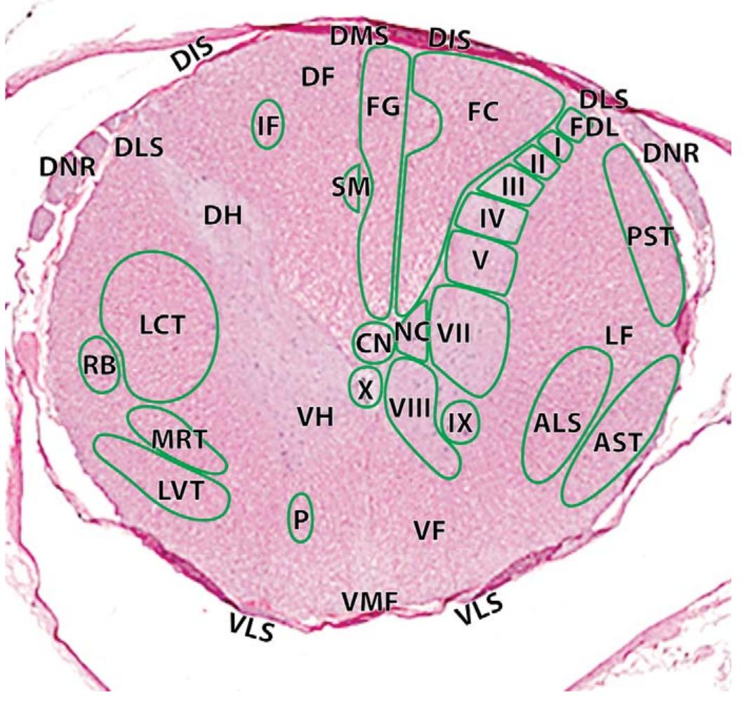 Ficure 12.—hematoxylin and eosin cross-section of the