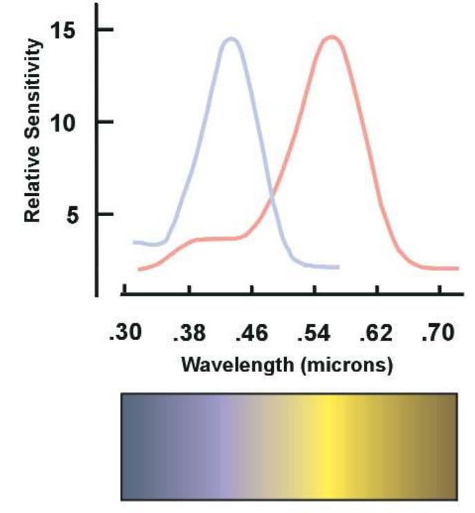 I. absorption spectra of the two different cone