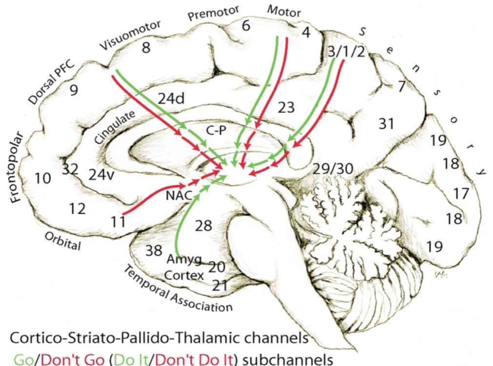 Illustration of the medial surface of the right hemisphere