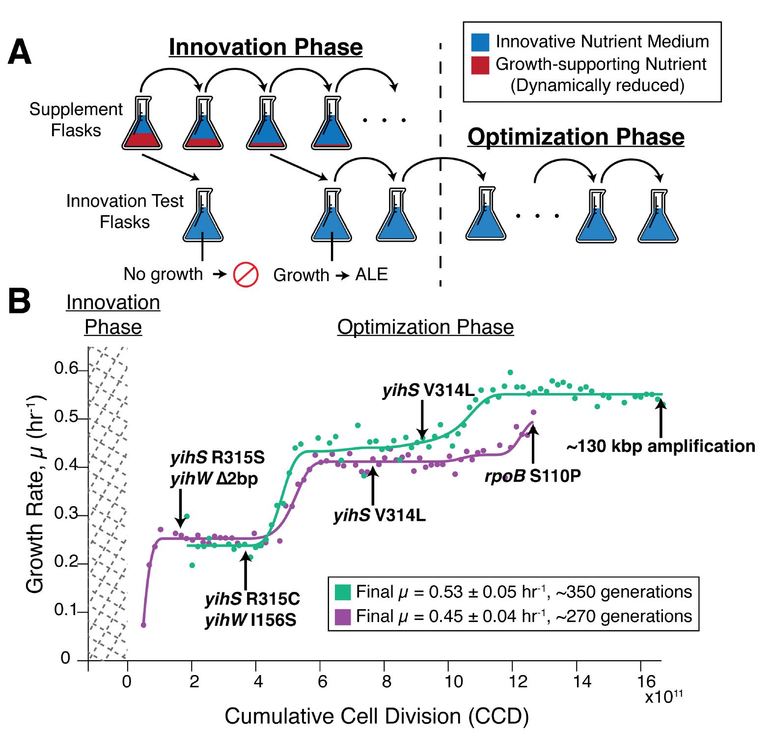 Laboratory evolution method schematic and the growth