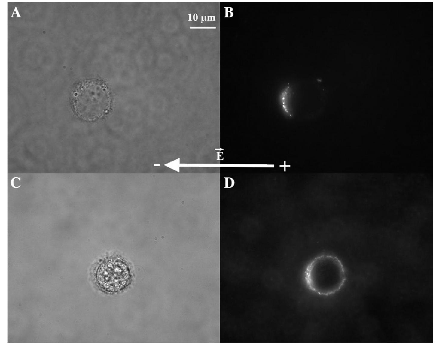 Fluorescence microscopy observation of dna-membrane