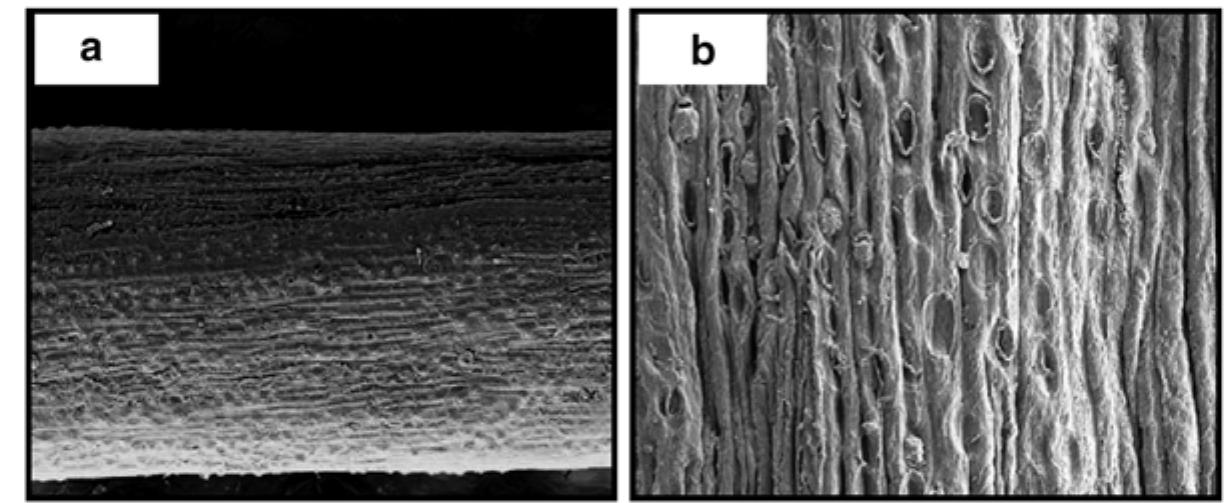 2. scanning electron micrograph of oil palm efb fiber: (a)