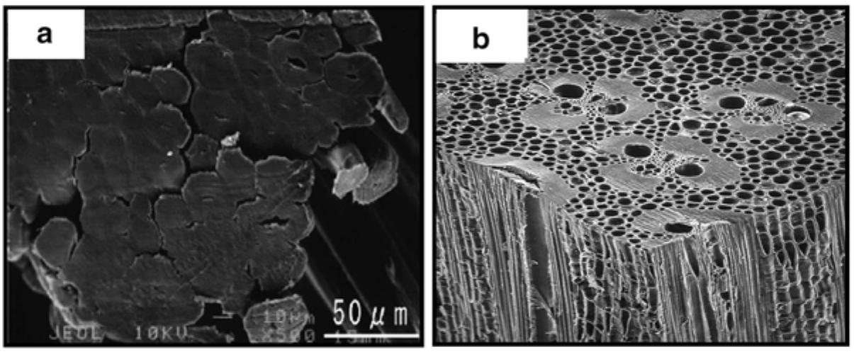 3. scanning electron micrograph of bamboo fiber: (a)