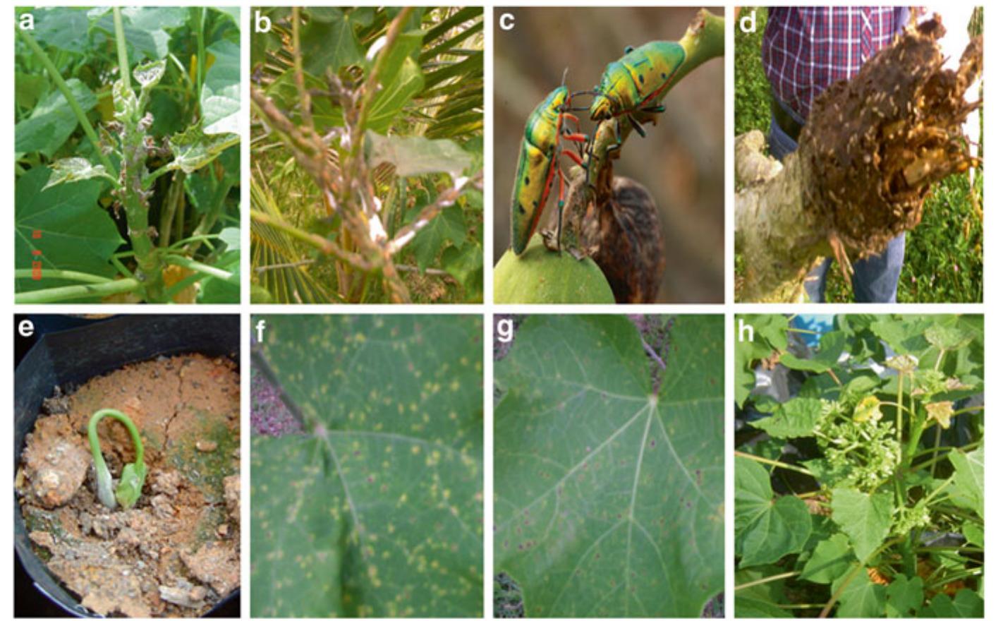 Figure 22 - from Abaca Fiber: A Renewable Bio-resource for