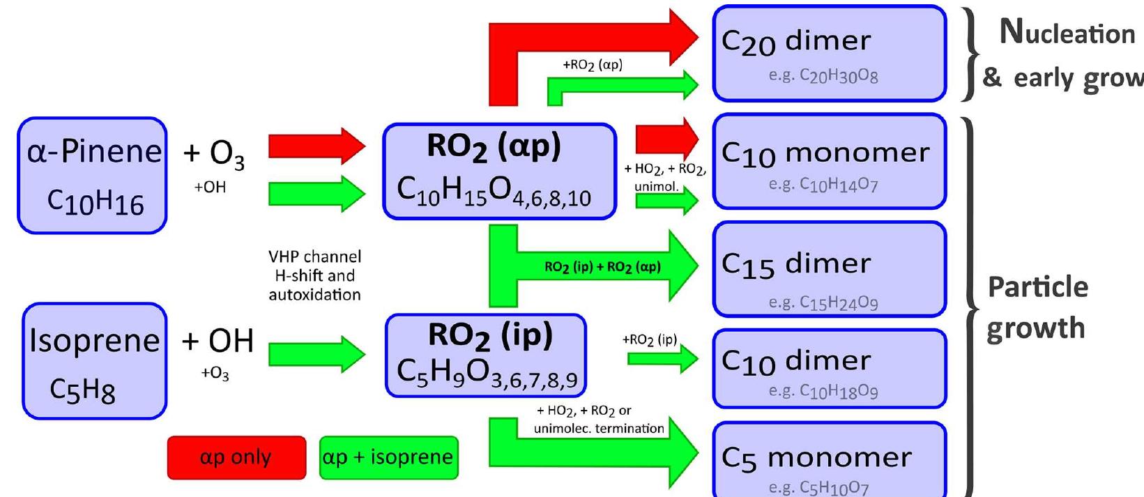 Proposed mechanism for the interference of isoprene in