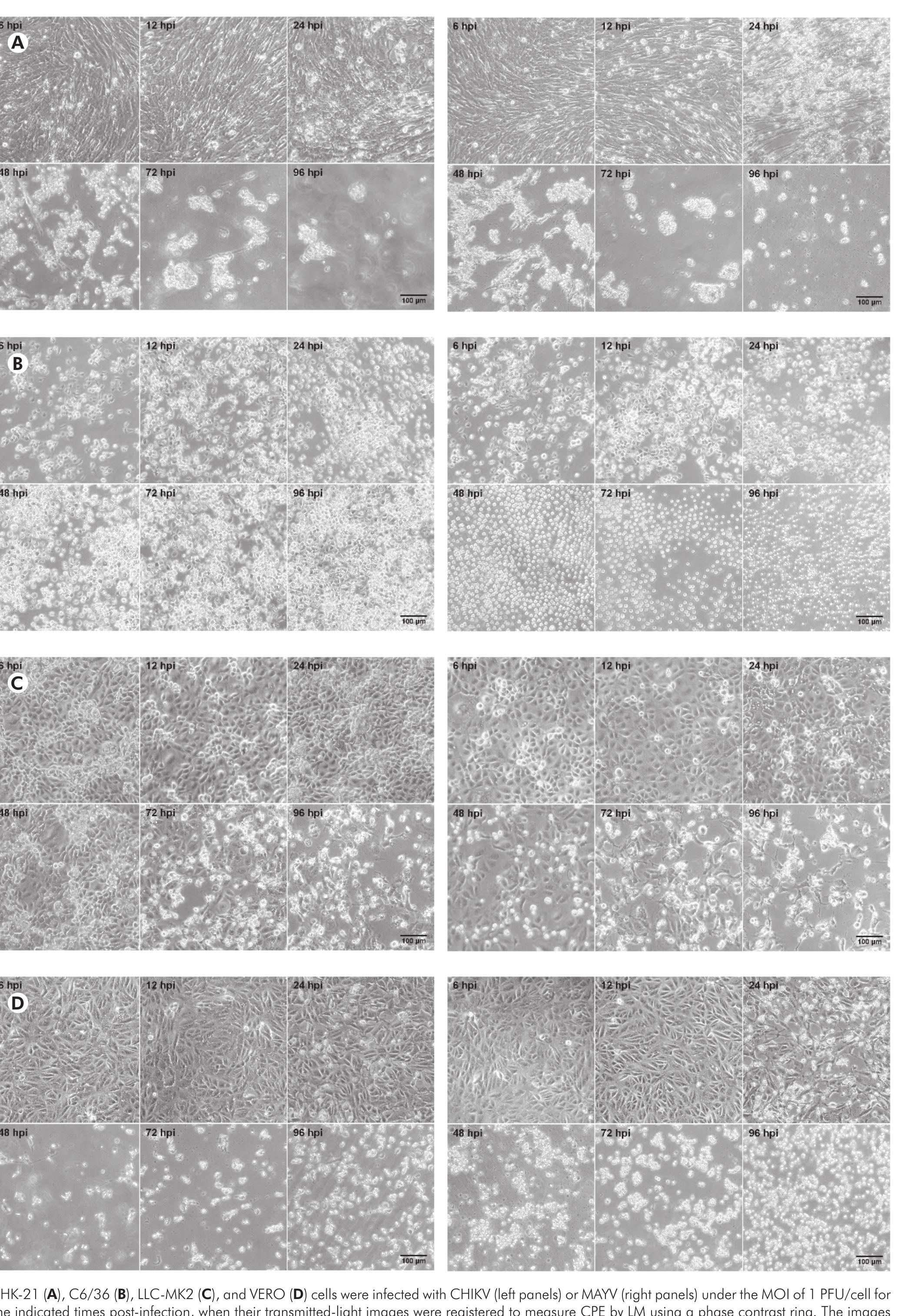 Figure 1 - Infection profiles of Mayaro virus and